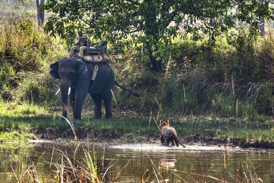 patrolling and monitoring tigers in india | Smithsonian Photo Contest ...