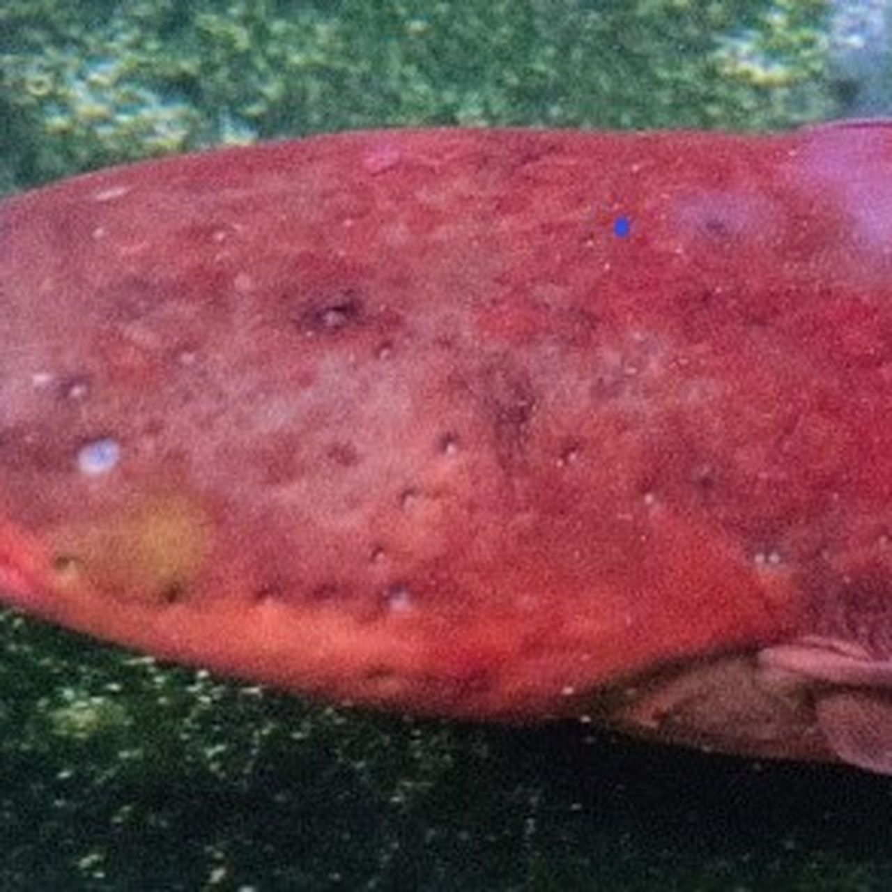 electric eel sharp teeth