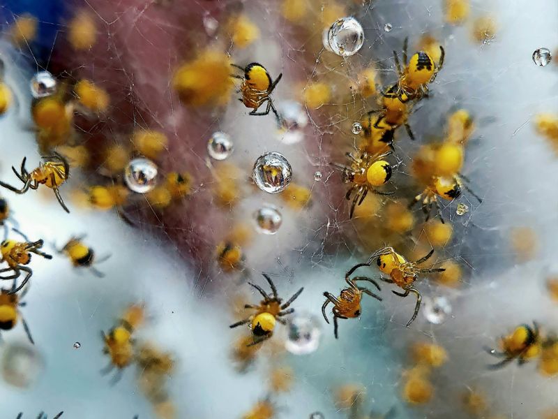 A cluster of tiny, yellow spiders | Smithsonian Photo Contest ...