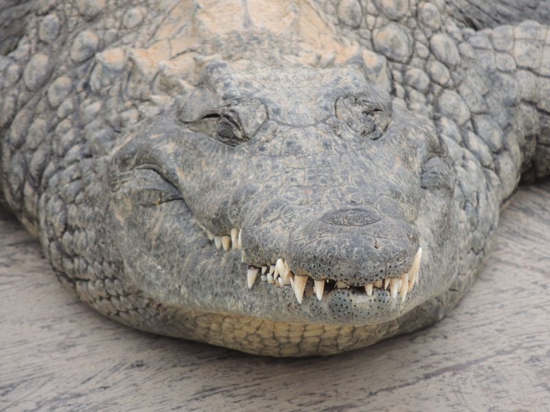 One Happy Croc | Smithsonian Photo Contest | Smithsonian Magazine