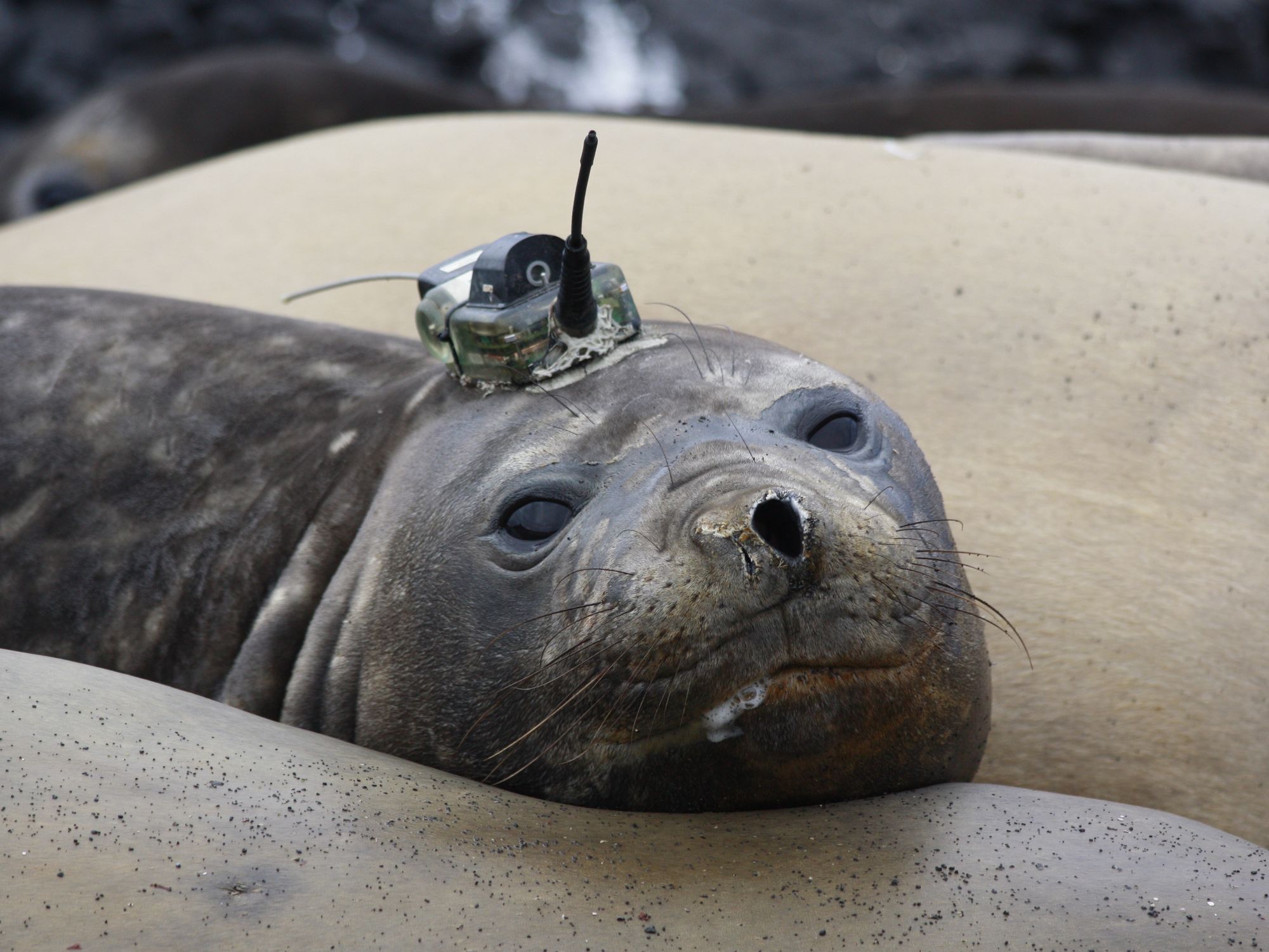 Seals Are Scientists' Little Helpers for Collecting Ocean Data