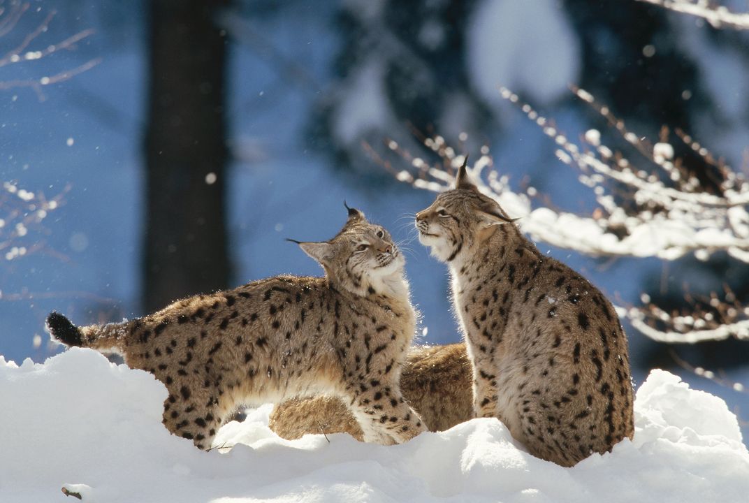 Lynx Food Web Ecosystem