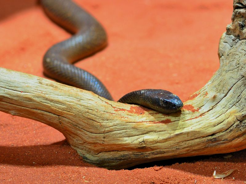 Inland taipan, the most venomous snake in the world in Vienna Aqua ...