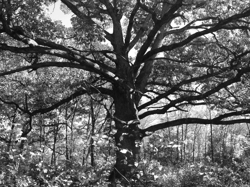 The Mighty Oak | Smithsonian Photo Contest | Smithsonian Magazine