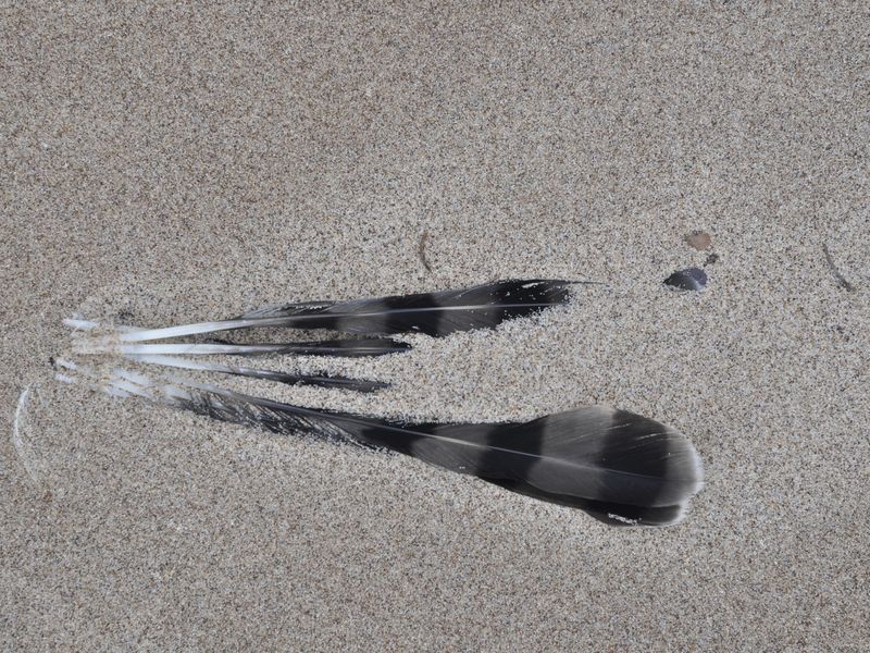 Seven Feathers (After the Storm) | Smithsonian Photo Contest ...