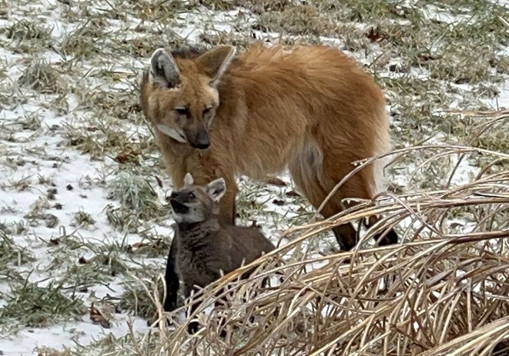 Maned Wolf Program at the National Zoo's Research Campus Welcomes Three ...