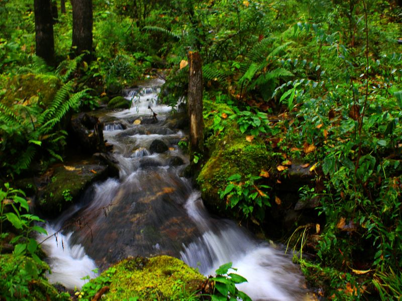 Jungle stream threading its way through the foliage | Smithsonian Photo ...