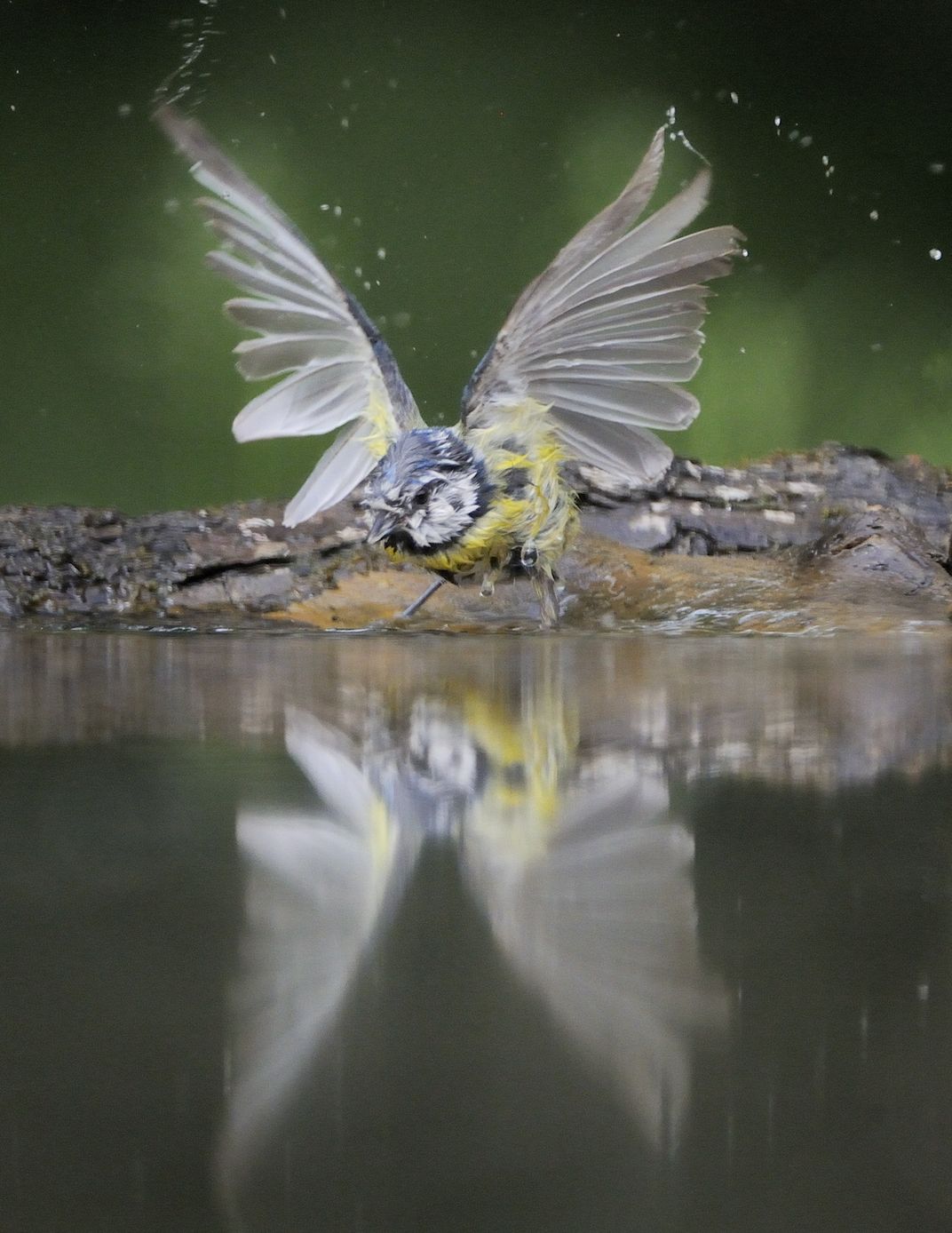 I was photographing birds at a drinking pool hide when this Blue Tit ...