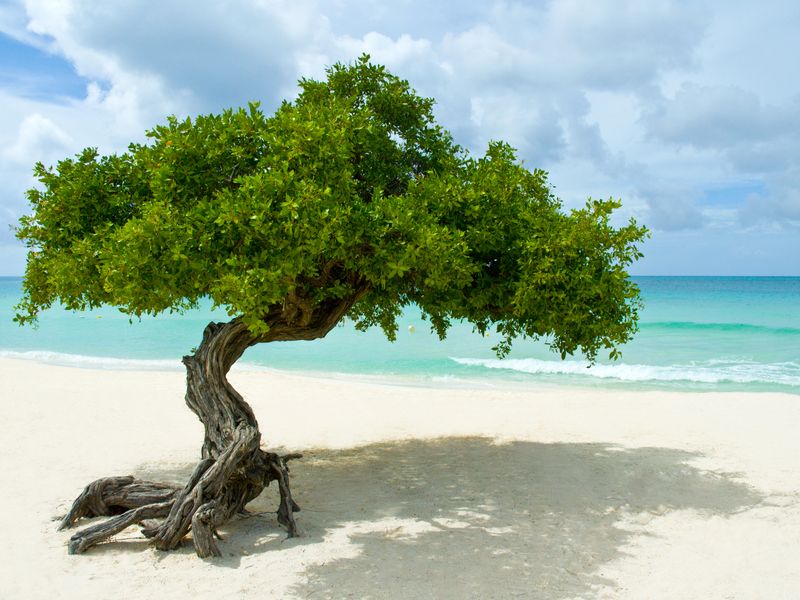 Aruba Tree | Smithsonian Photo Contest | Smithsonian Magazine