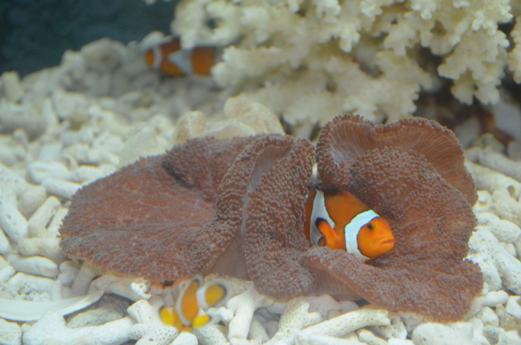 Cloud fish | Smithsonian Photo Contest | Smithsonian Magazine