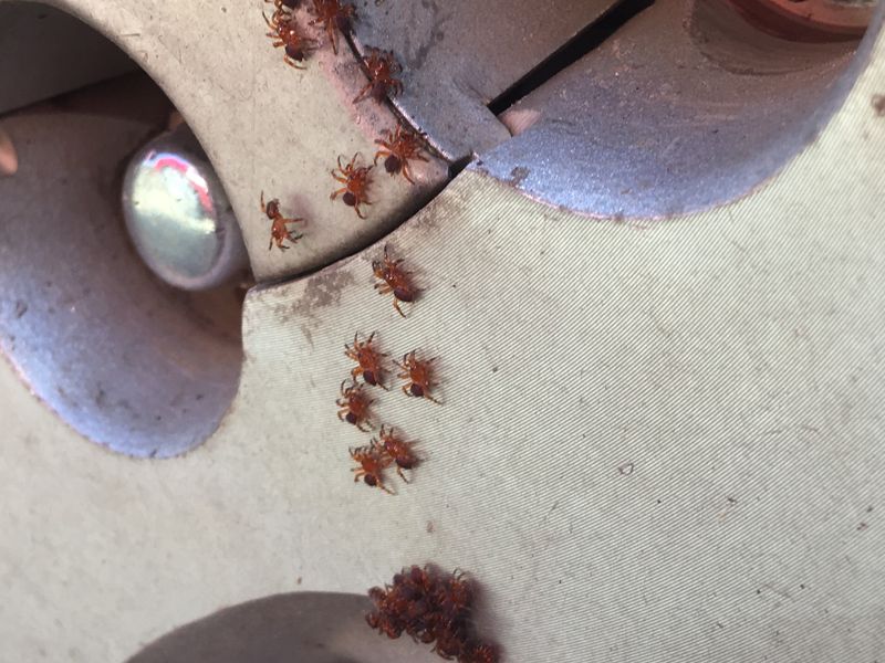 spiders on tire | Smithsonian Photo Contest | Smithsonian Magazine
