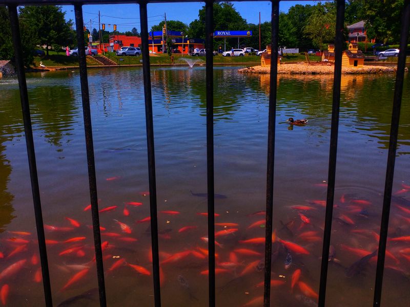 Fish in the Park | Smithsonian Photo Contest | Smithsonian Magazine