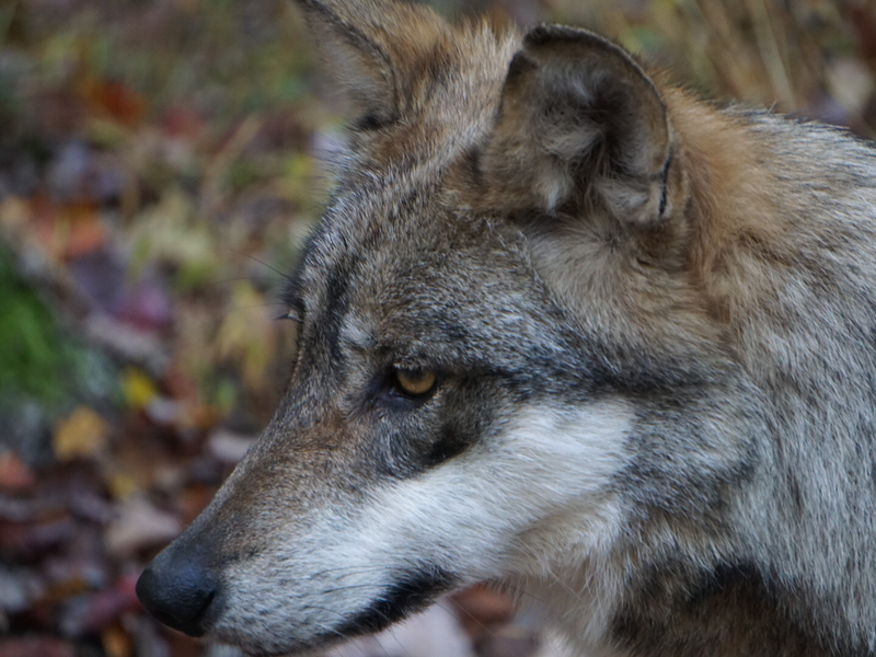 Zephyr the Wolf | Smithsonian Photo Contest | Smithsonian Magazine