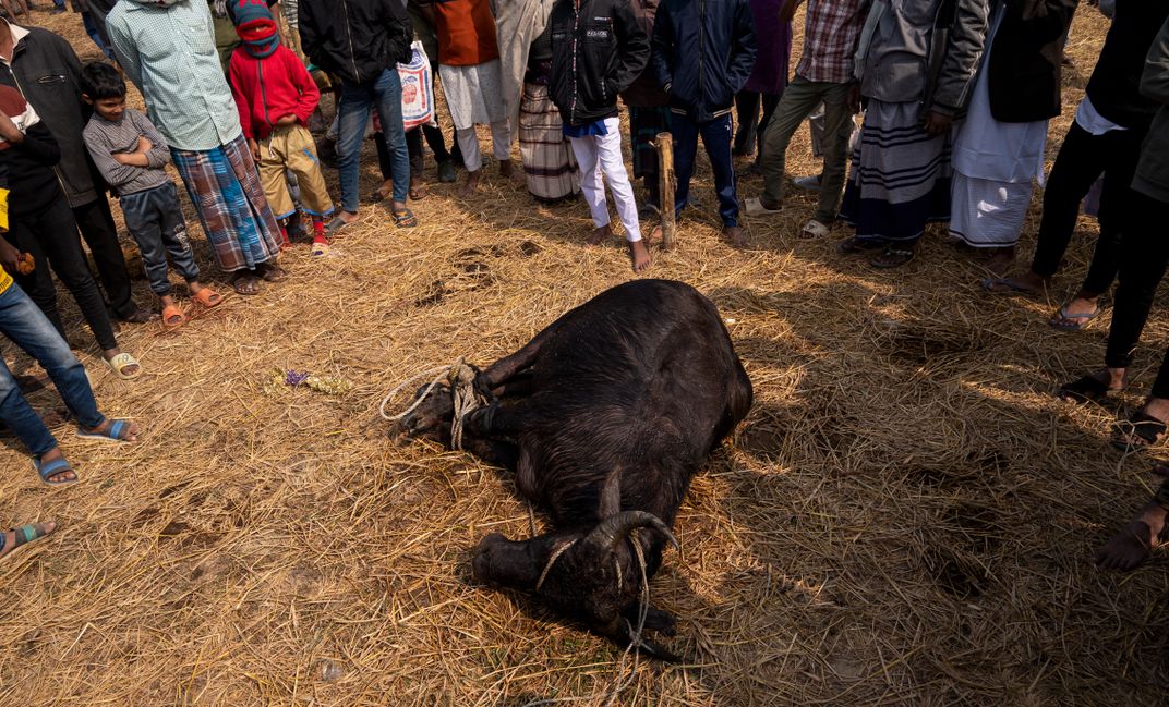 Taming the Furious Buffalo | Smithsonian Photo Contest | Smithsonian ...