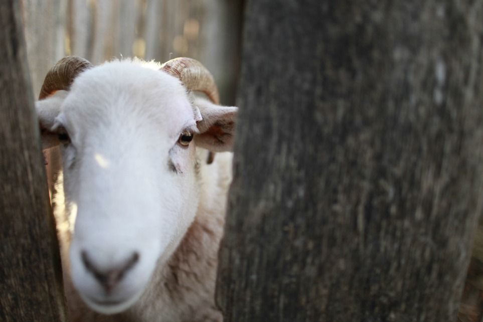 This Thanksgiving, Step Back in Time and into 17th-Century Plymouth Colony