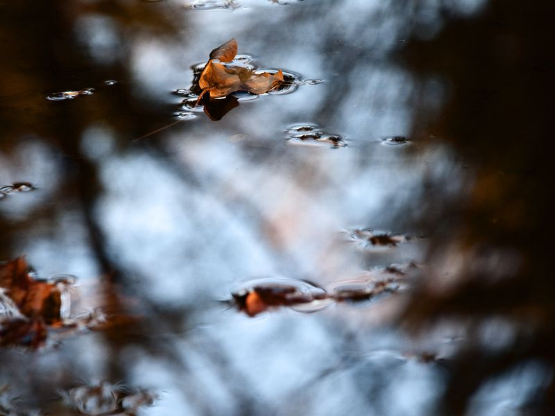 Leaves in a puddle in the fall. | Smithsonian Photo Contest ...