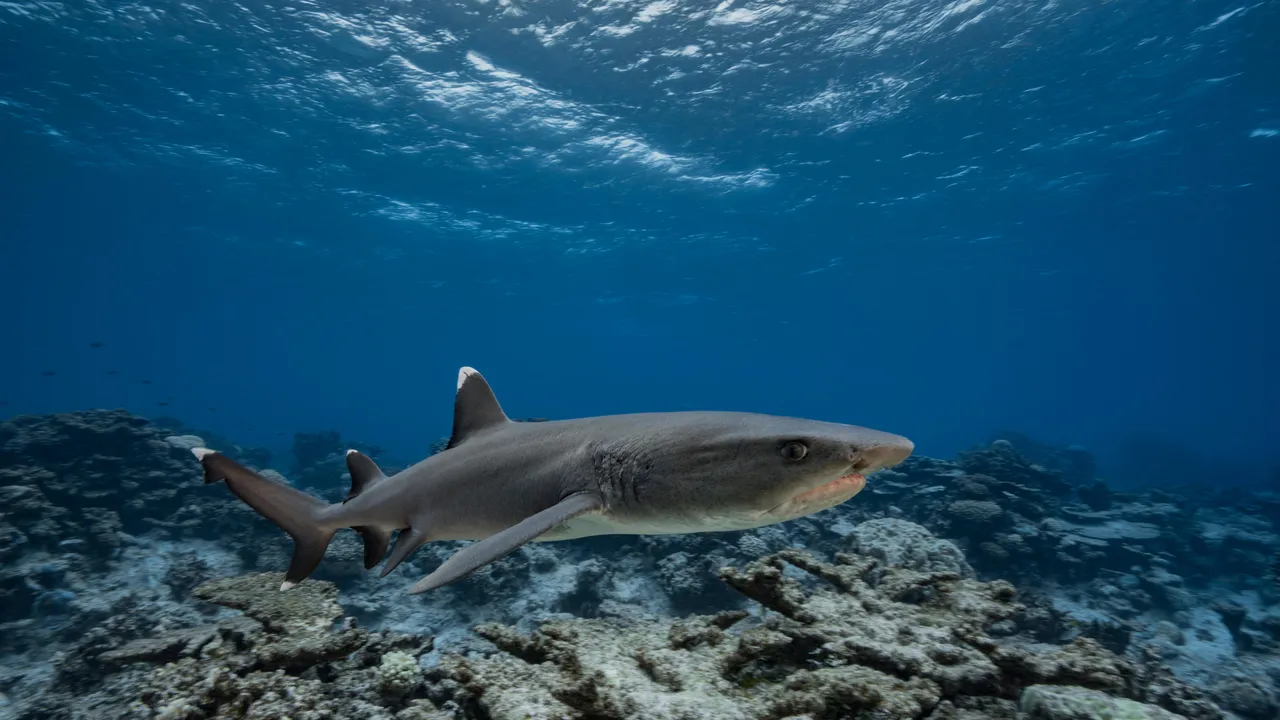 Coral Reef Sharks