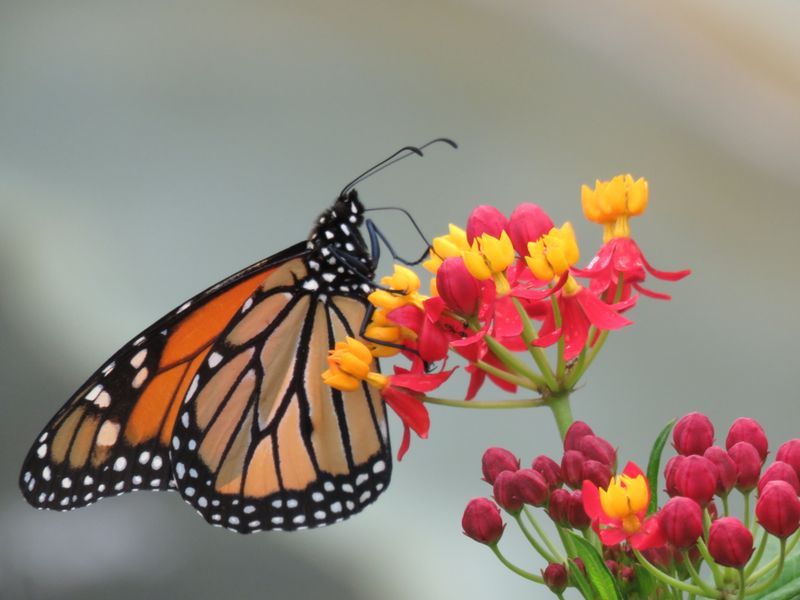 Monarch and Royal Colors | Smithsonian Photo Contest | Smithsonian Magazine