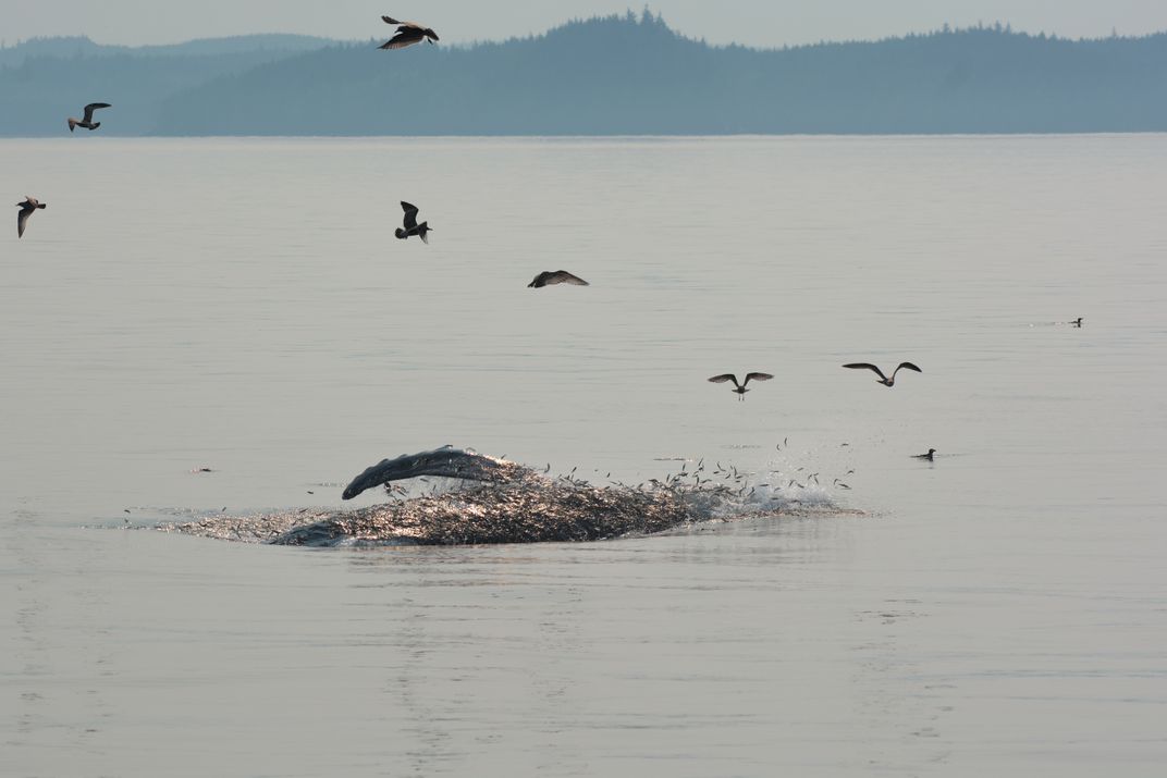 Fish coat | Smithsonian Photo Contest | Smithsonian Magazine