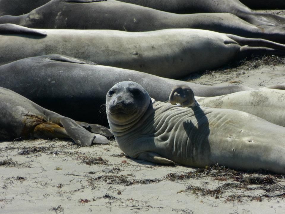I walking on the beach and saw seals and got 10 ft from them and saw ...