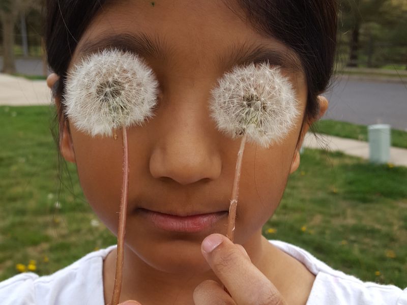 Dandelion eyes | Smithsonian Photo Contest | Smithsonian Magazine
