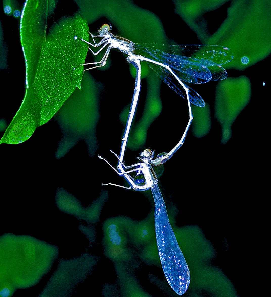 Mating mayflies on a rainy day | Smithsonian Photo Contest ...