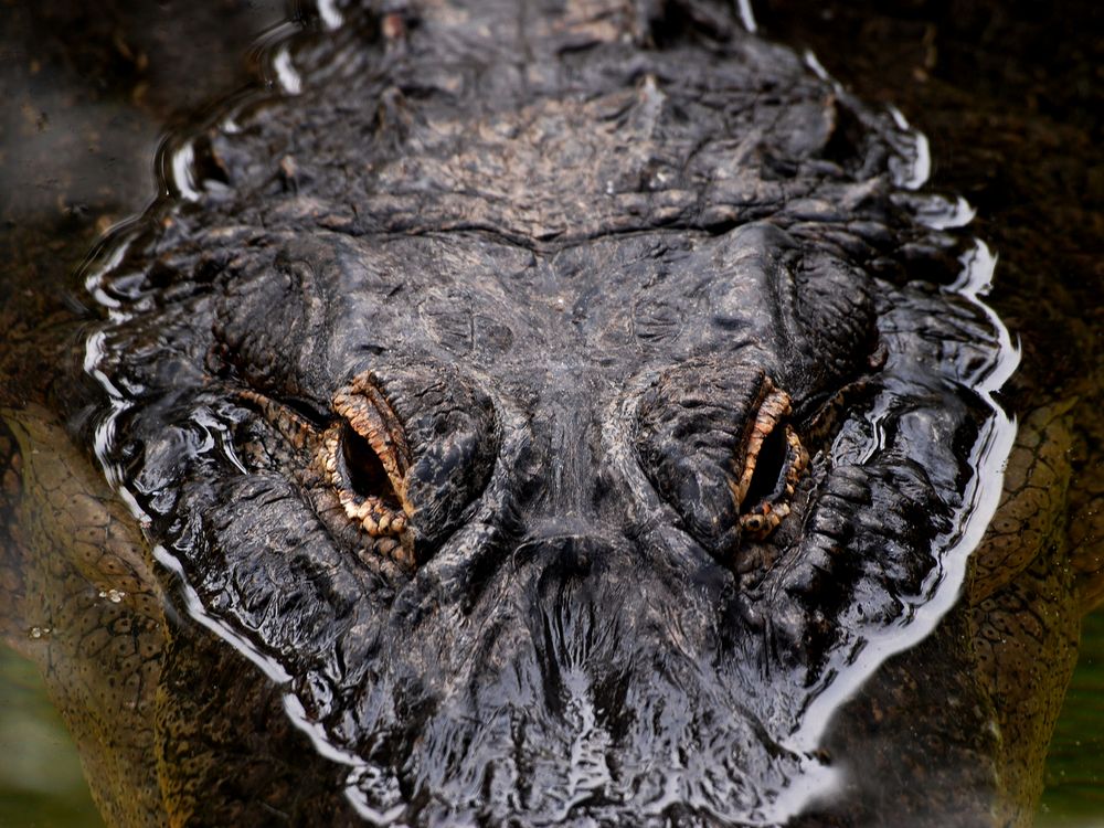 Gatorsaurus | Smithsonian Photo Contest | Smithsonian Magazine