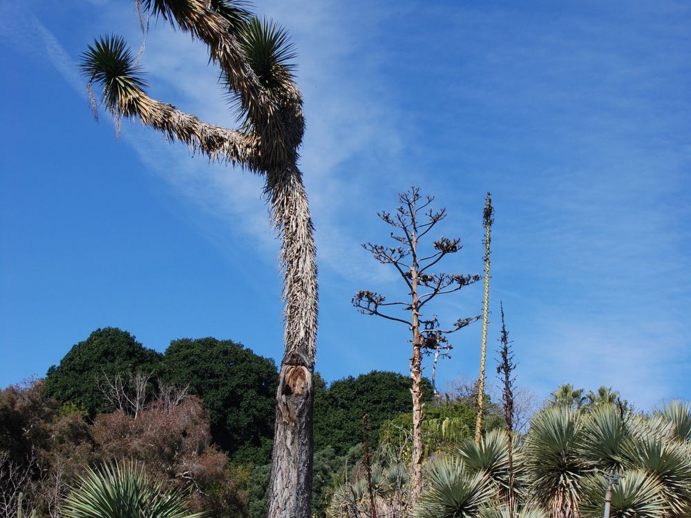Josua Trees and the Desert | Smithsonian Photo Contest | Smithsonian ...
