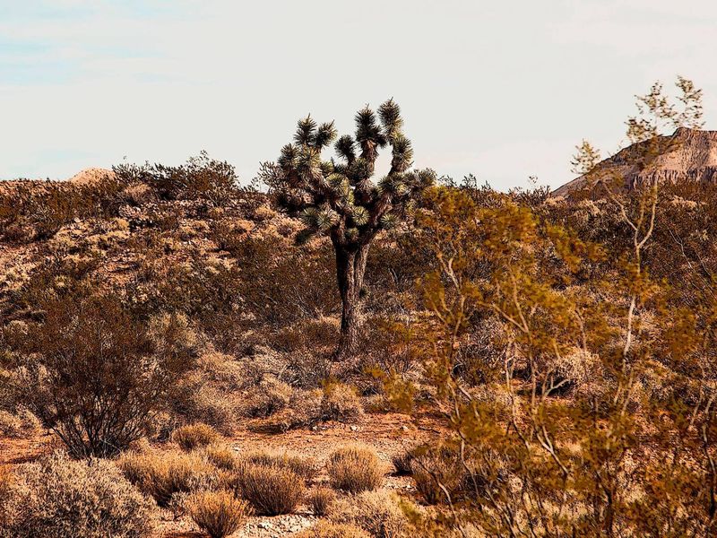 Arizona Cactus | Smithsonian Photo Contest | Smithsonian Magazine