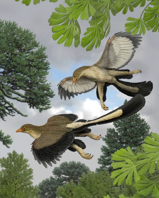 same bird different feathers