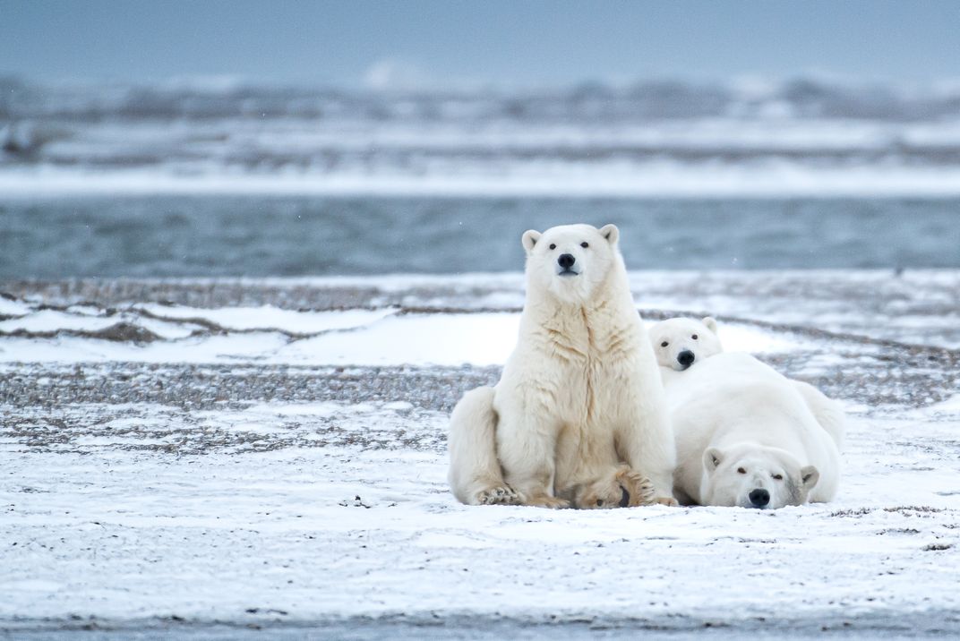 Polar Bear Cuddle Puddle | Smithsonian Photo Contest | Smithsonian Magazine