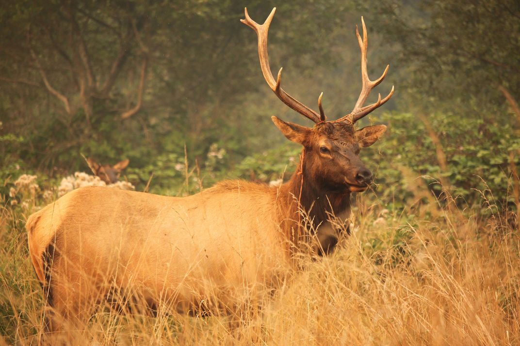 Wild dear on our way from Redwood Forest | Smithsonian Photo Contest ...