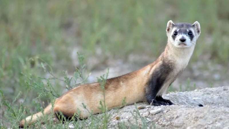 Black Footed Ferret Habitat