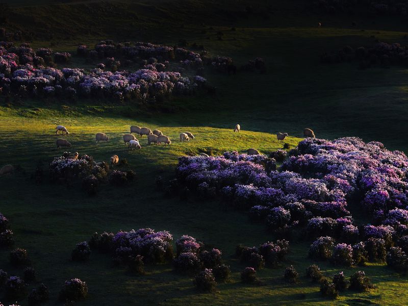 Flower Ranch | Smithsonian Photo Contest | Smithsonian Magazine
