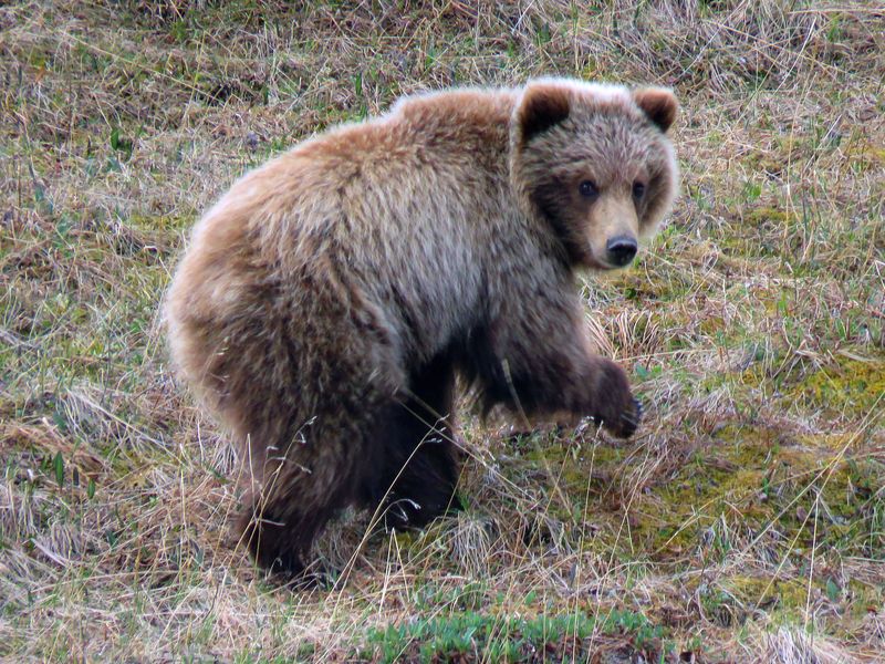 Baby Grizzly | Smithsonian Photo Contest | Smithsonian Magazine