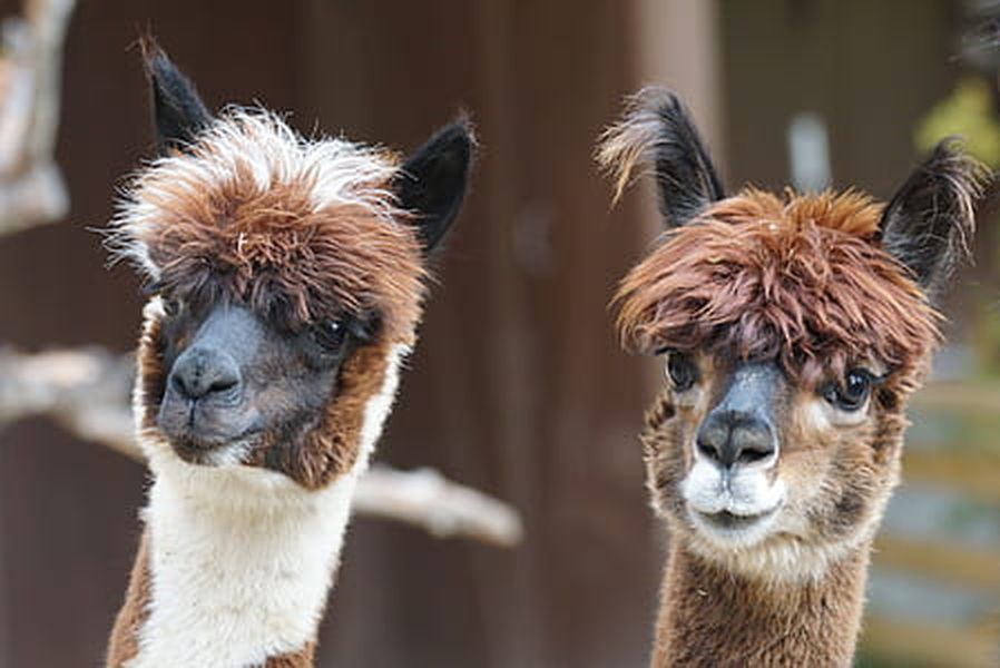 Llama Cells Could Help Scientists Create a COVID-19 Treatment