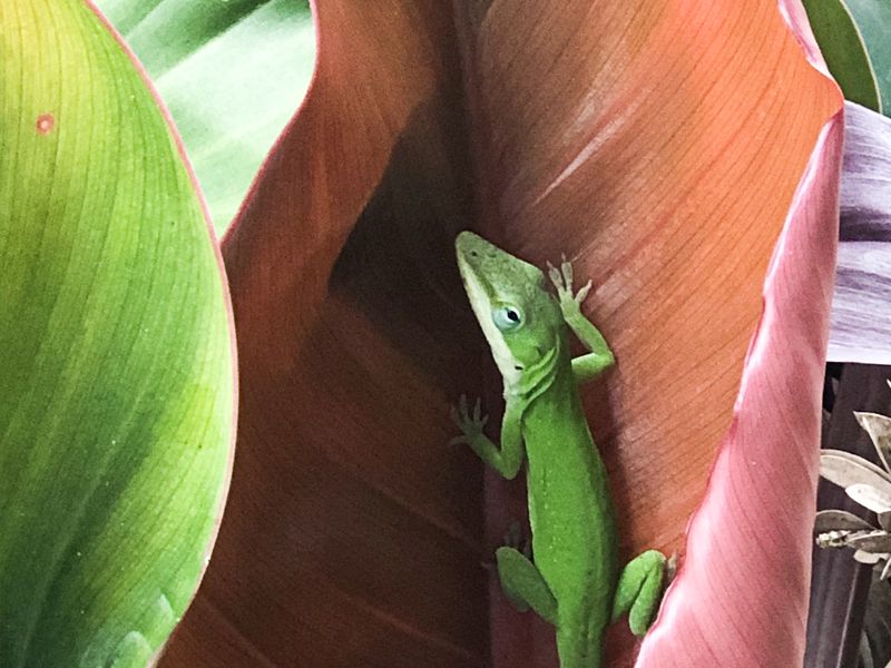 Lizard cozy at home | Smithsonian Photo Contest | Smithsonian Magazine