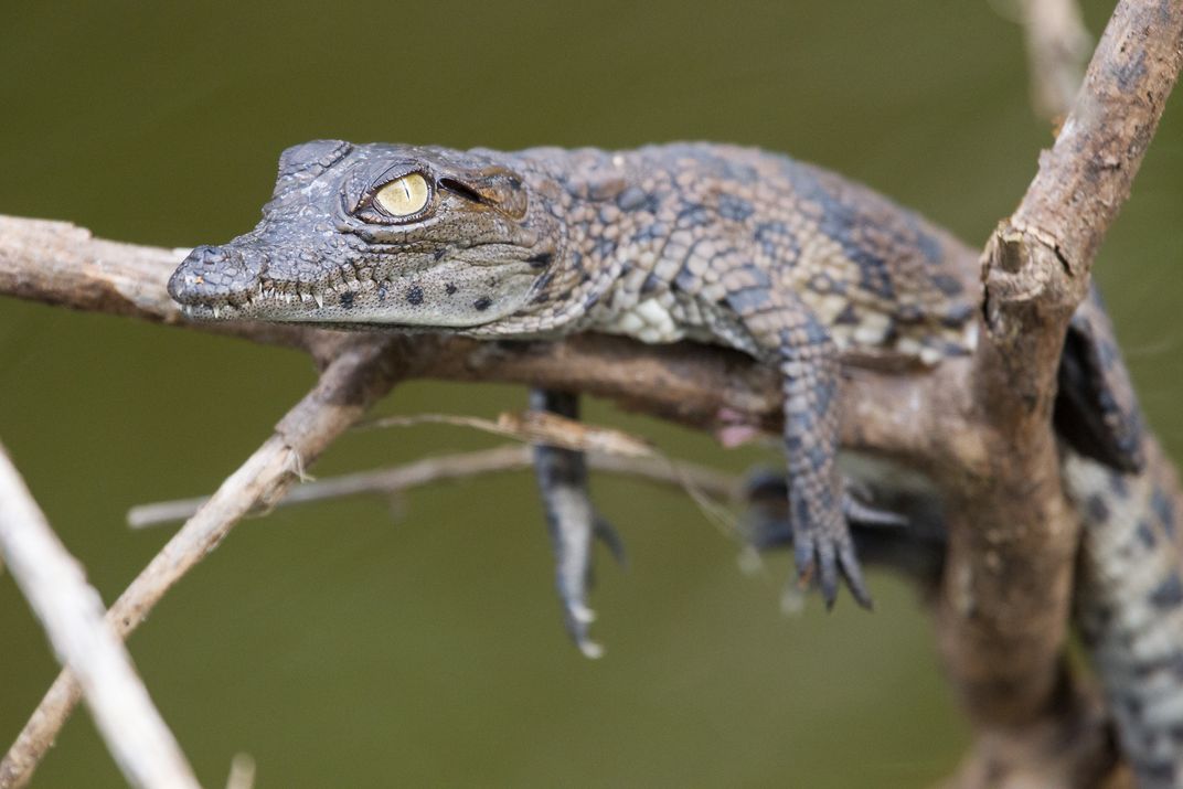 Baby crocodile rests lazily on a branch. Mother is just a few steps ...