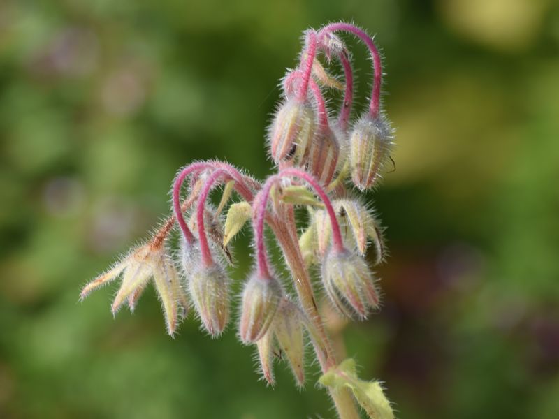 A Budding Plant | Smithsonian Photo Contest | Smithsonian Magazine