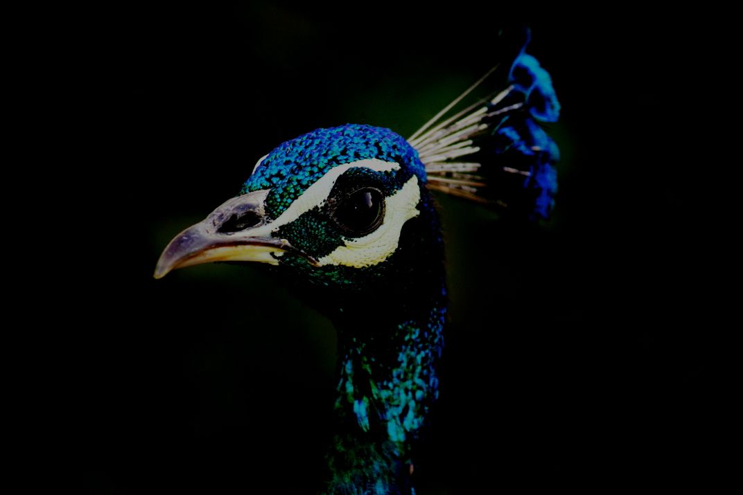 Spectacular colours in peacocks head | Smithsonian Photo Contest ...