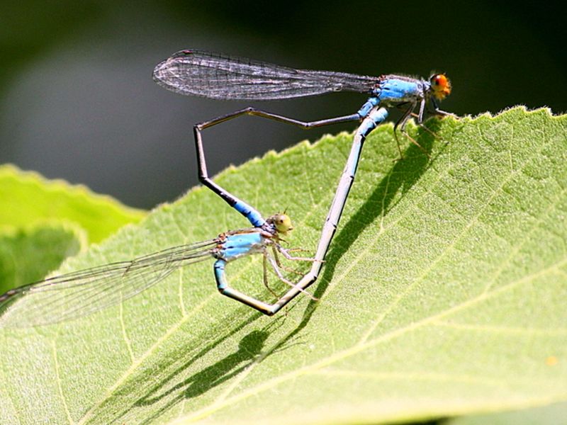 A DAMSEL FLIES MATING-A very thin body insect seen on green bushes ...