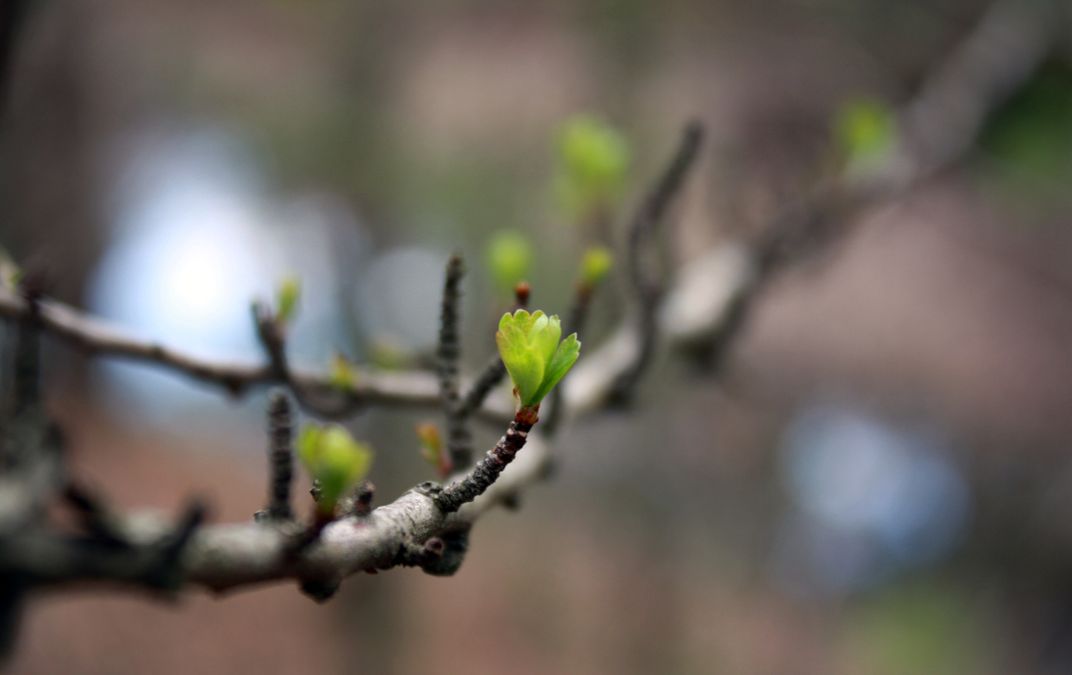 Growth of a new bud | Smithsonian Photo Contest | Smithsonian Magazine