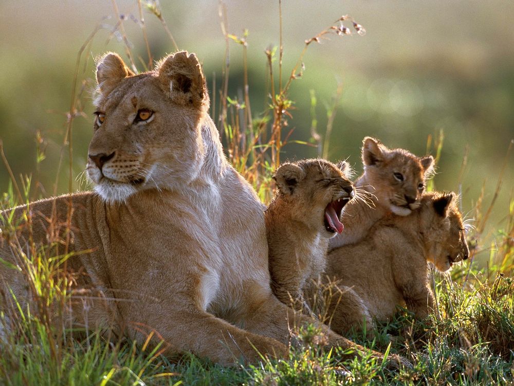 Why Africa’s Lion Population Is Declining and What Must Be Done to Save ...