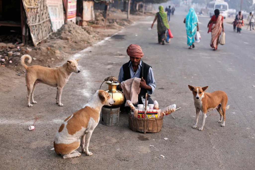 are stray dogs a problem