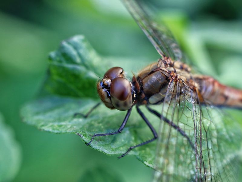 Firefly having a cool day | Smithsonian Photo Contest | Smithsonian ...