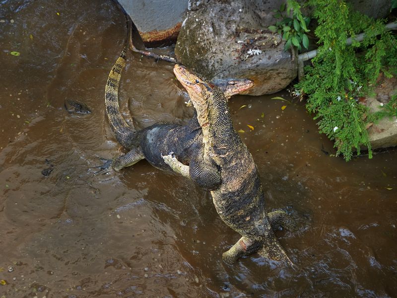 Giant Lizards going at it. | Smithsonian Photo Contest | Smithsonian ...