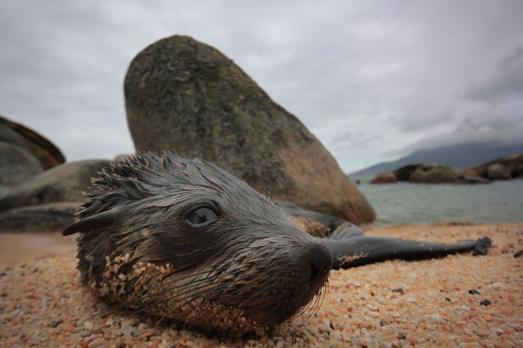 I recently visited Cosy Bay beach, in Cape Town where I came across ...