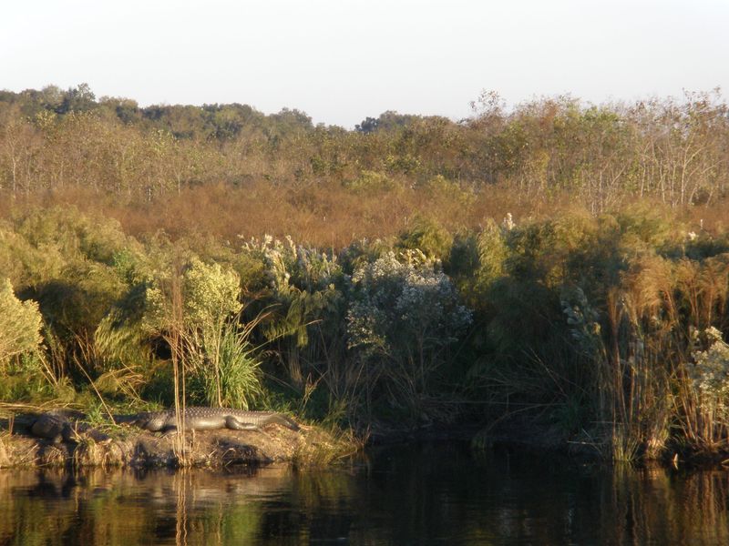 In the swamps of Florida | Smithsonian Photo Contest | Smithsonian Magazine