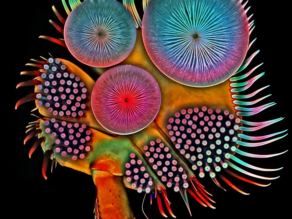microscopic artists