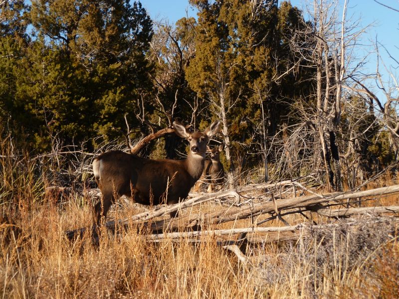 2 Camouflaged deer | Smithsonian Photo Contest | Smithsonian Magazine